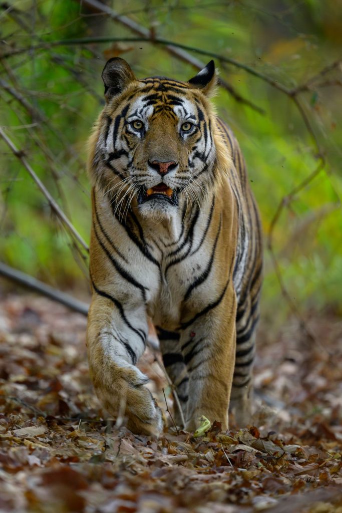 Tiger Photography: How to Photograph Bengal Tigers - Nature TTL