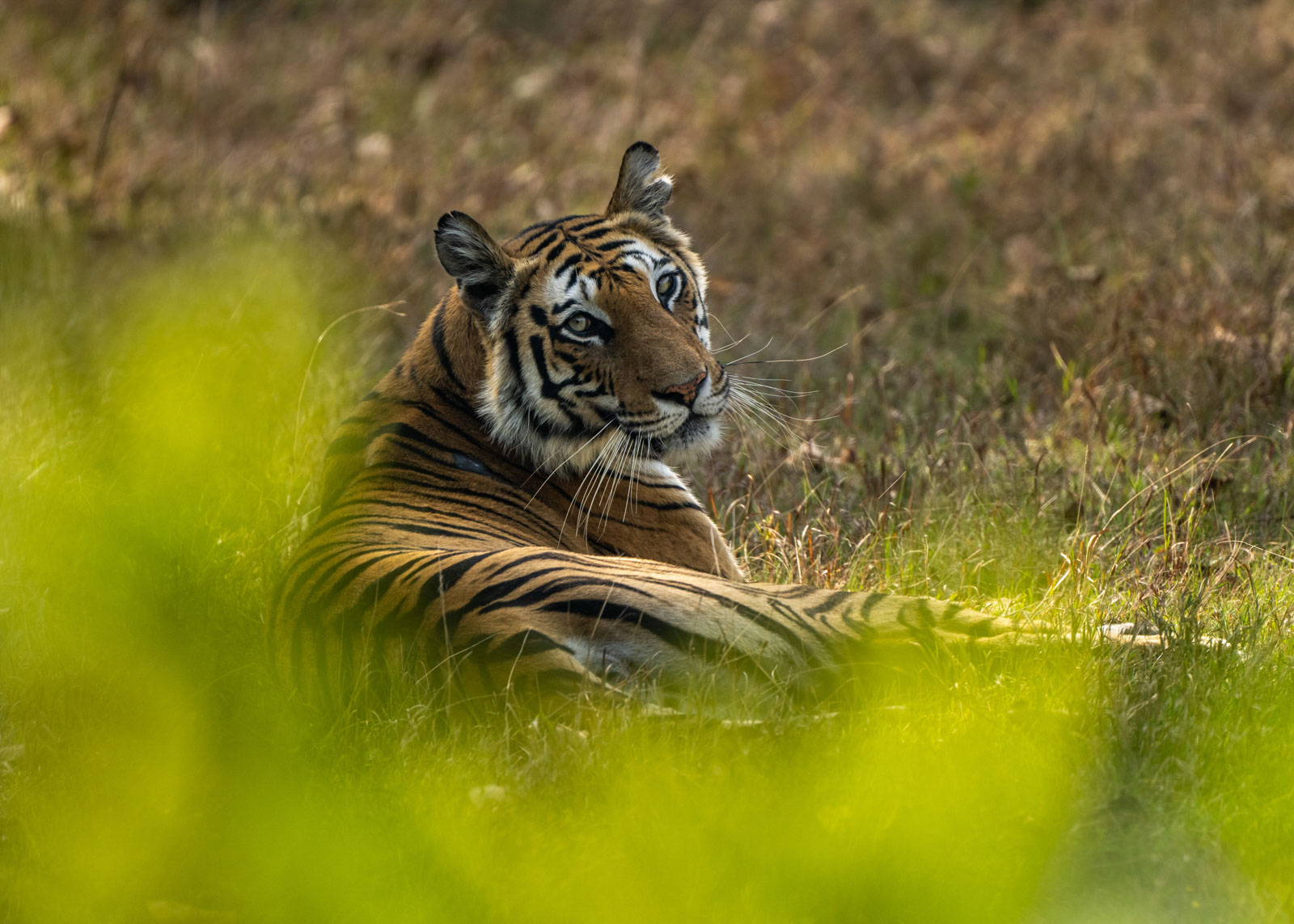 Tiger Photography: How to Photograph Bengal Tigers - Nature TTL