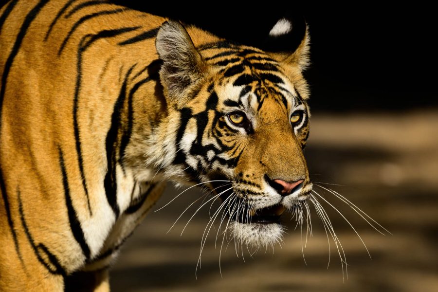 Tiger Photography: How to Photograph Bengal Tigers - Nature TTL