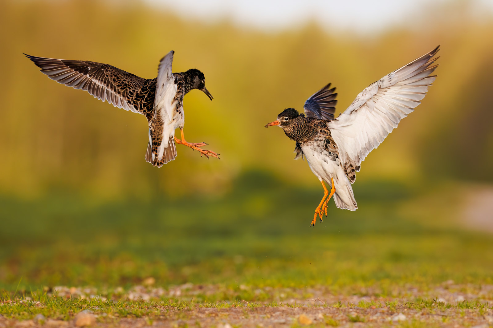 7 Best Places for Wildlife Photography in Poland - Nature TTL