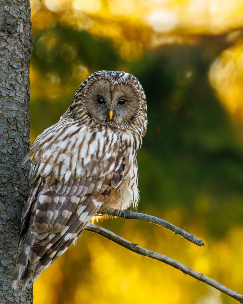 7 Best Places for Wildlife Photography in Poland - Nature TTL
