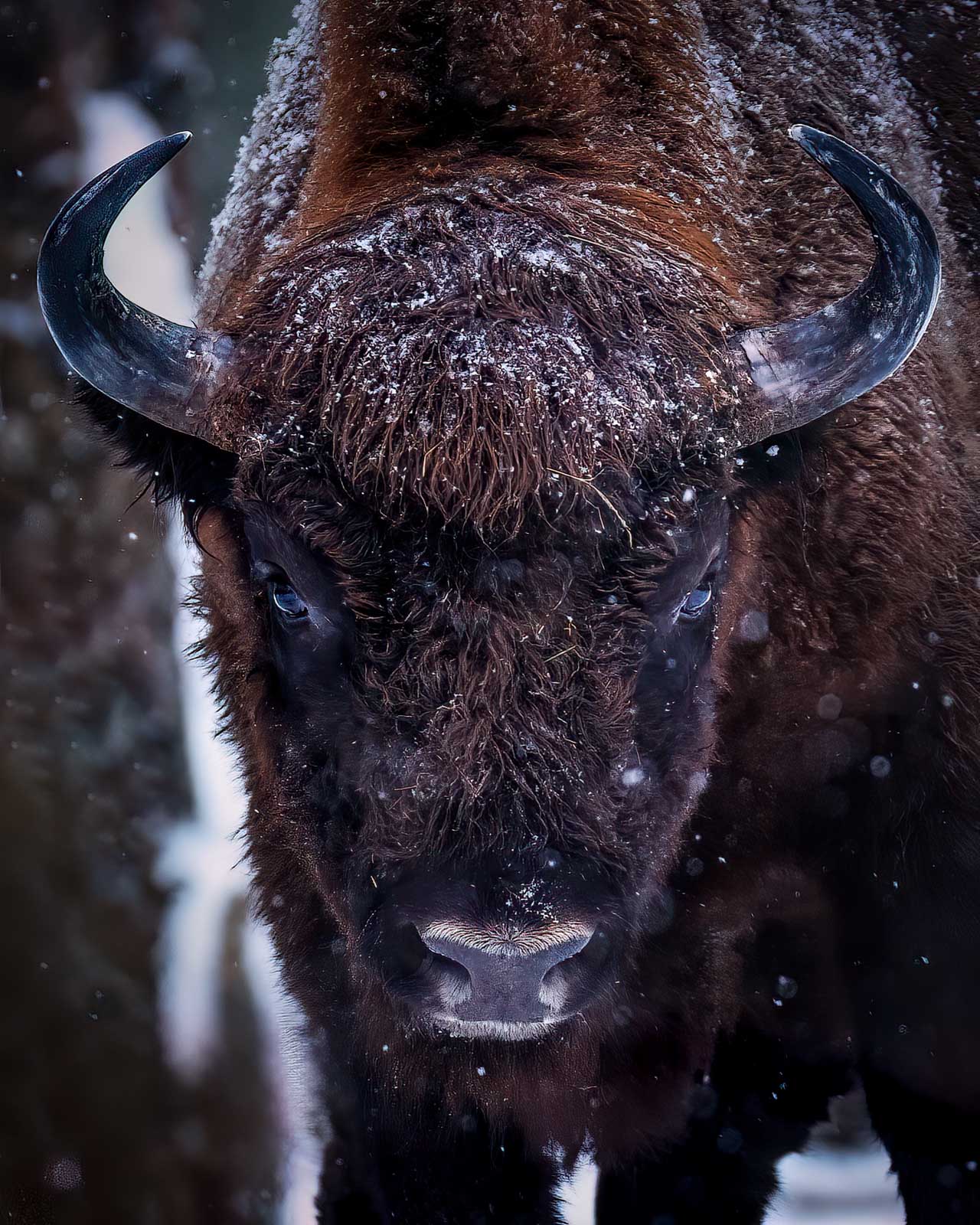 7 Best Places for Wildlife Photography in Poland - Nature TTL