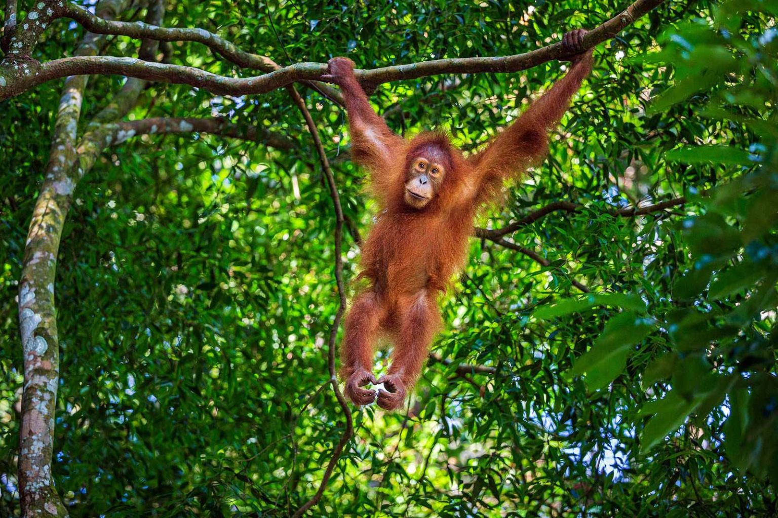 How To Photograph Orangutans Nature TTL How To Photograph Orangutans Nature TTL