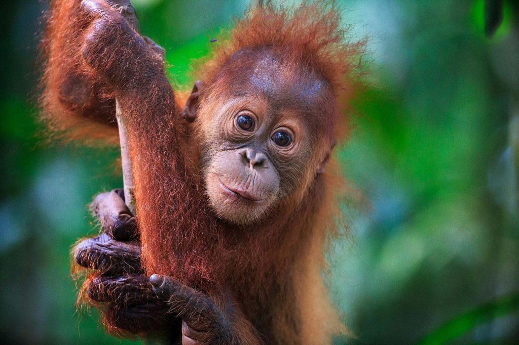 How to Photograph Orangutans - ChinaGoSmart News Magazine