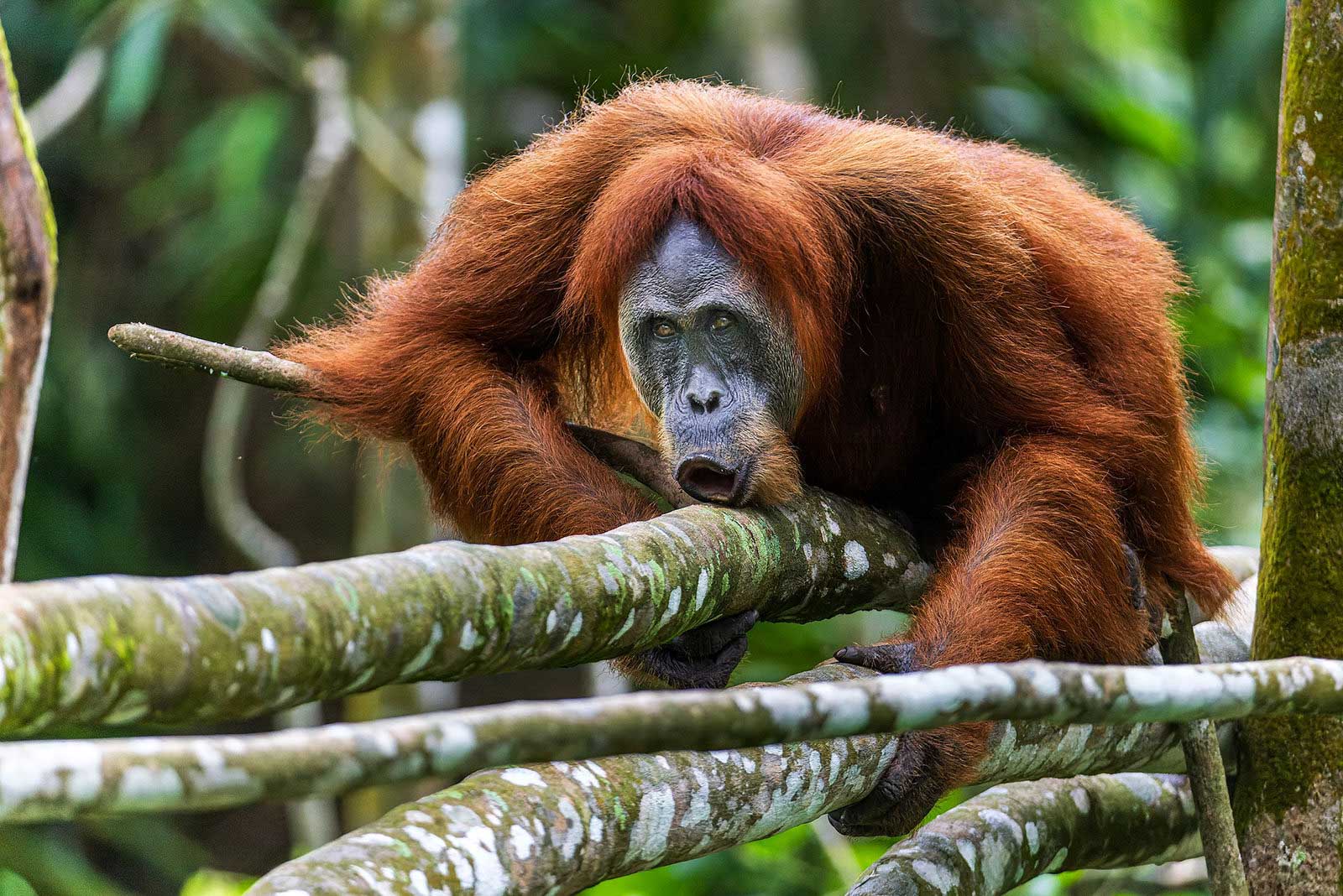 How to Photograph Orangutans - ChinaGoSmart News Magazine