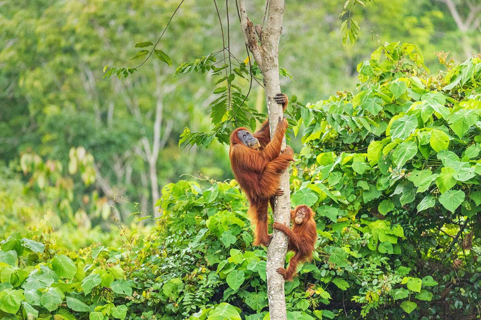 How to Photograph Orangutans - Nature TTL