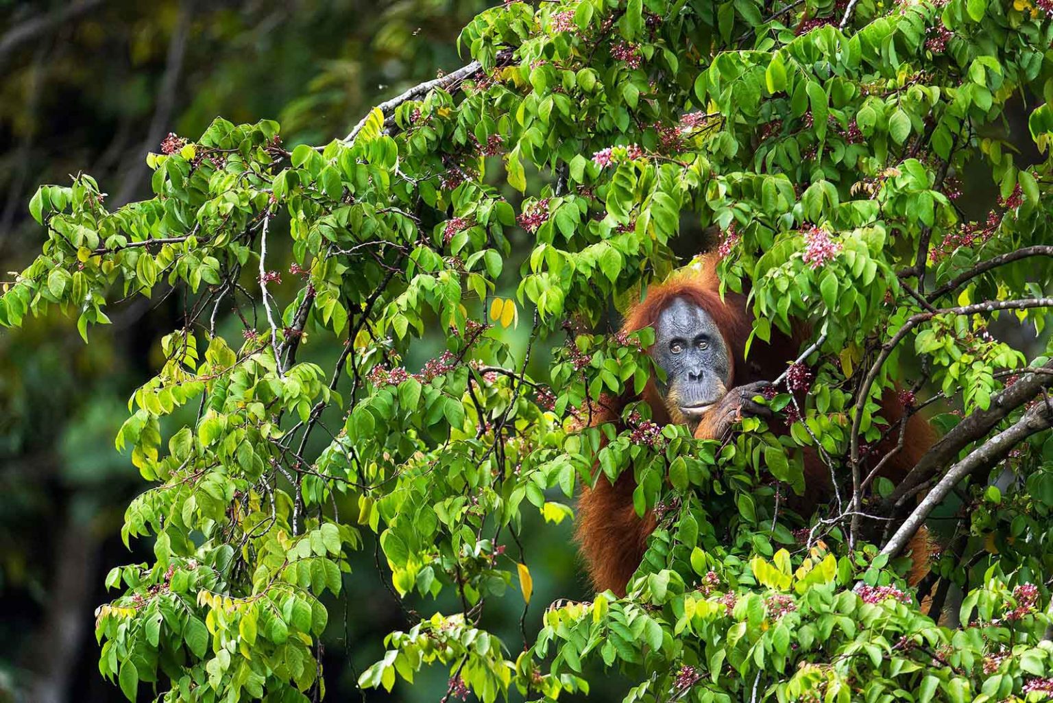 How to Photograph Orangutans - Nature TTL