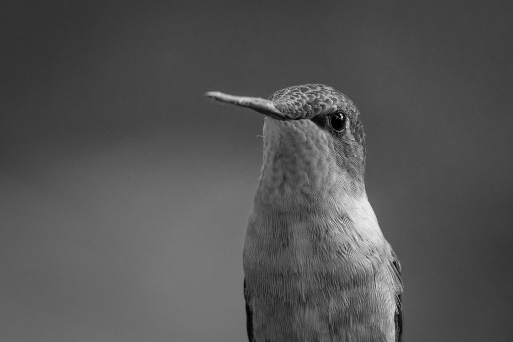 Weekly Photography Assignment: Macro - Nature TTL