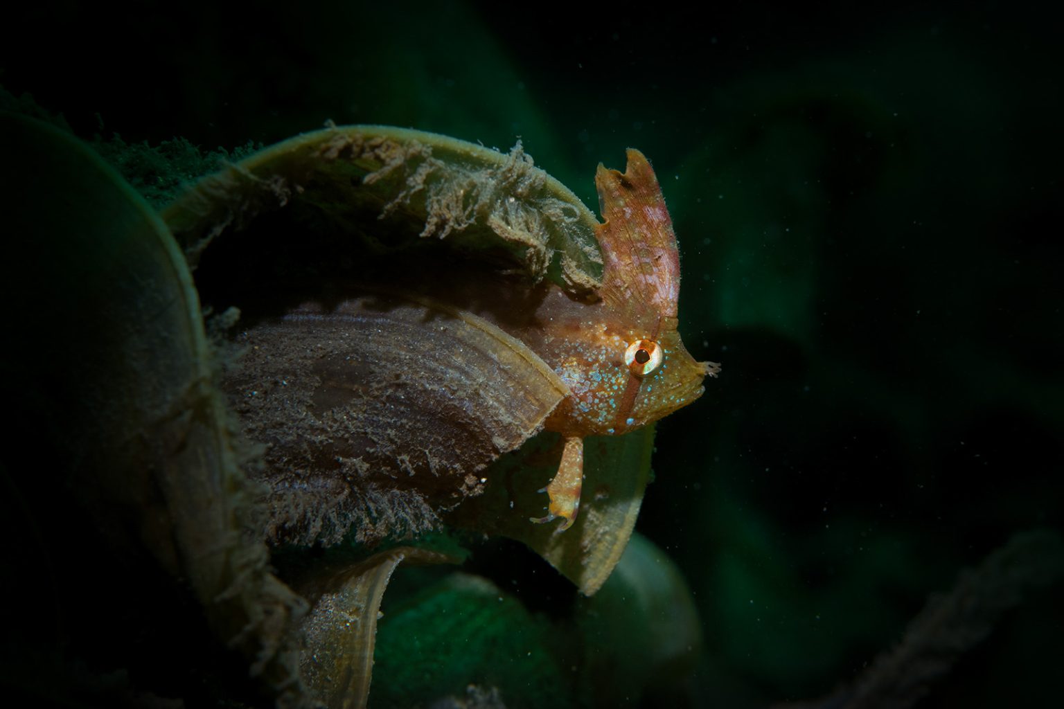 How to Use a Snoot for Underwater Photography - Nature TTL