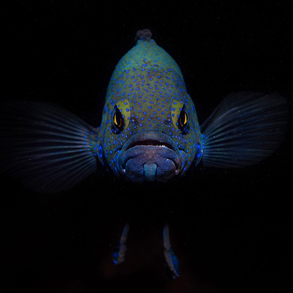 How to Use a Snoot for Underwater Photography - Nature TTL