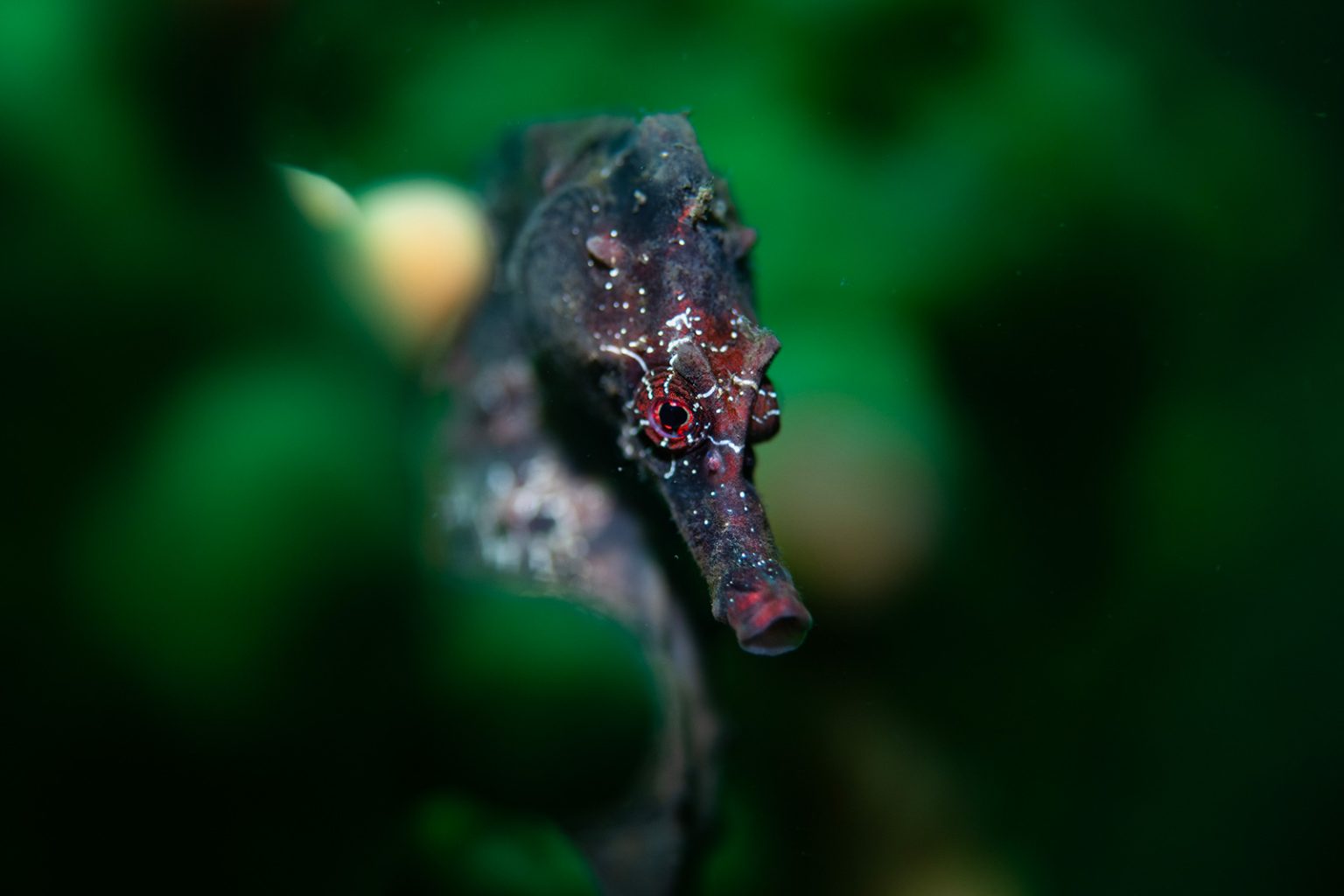 How to Use a Snoot for Underwater Photography - Nature TTL