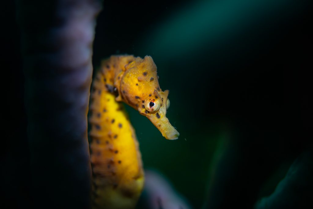 How to Use a Snoot for Underwater Photography - Nature TTL