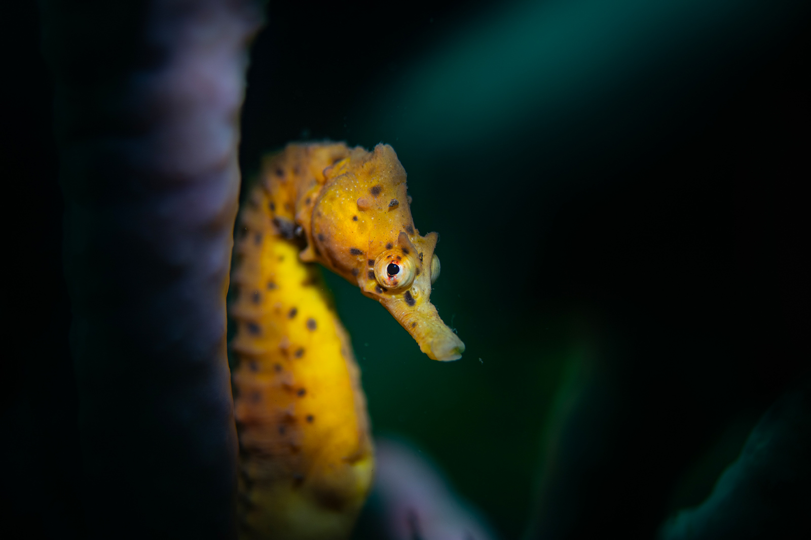 How to Use a Snoot for Underwater Photography - Nature TTL