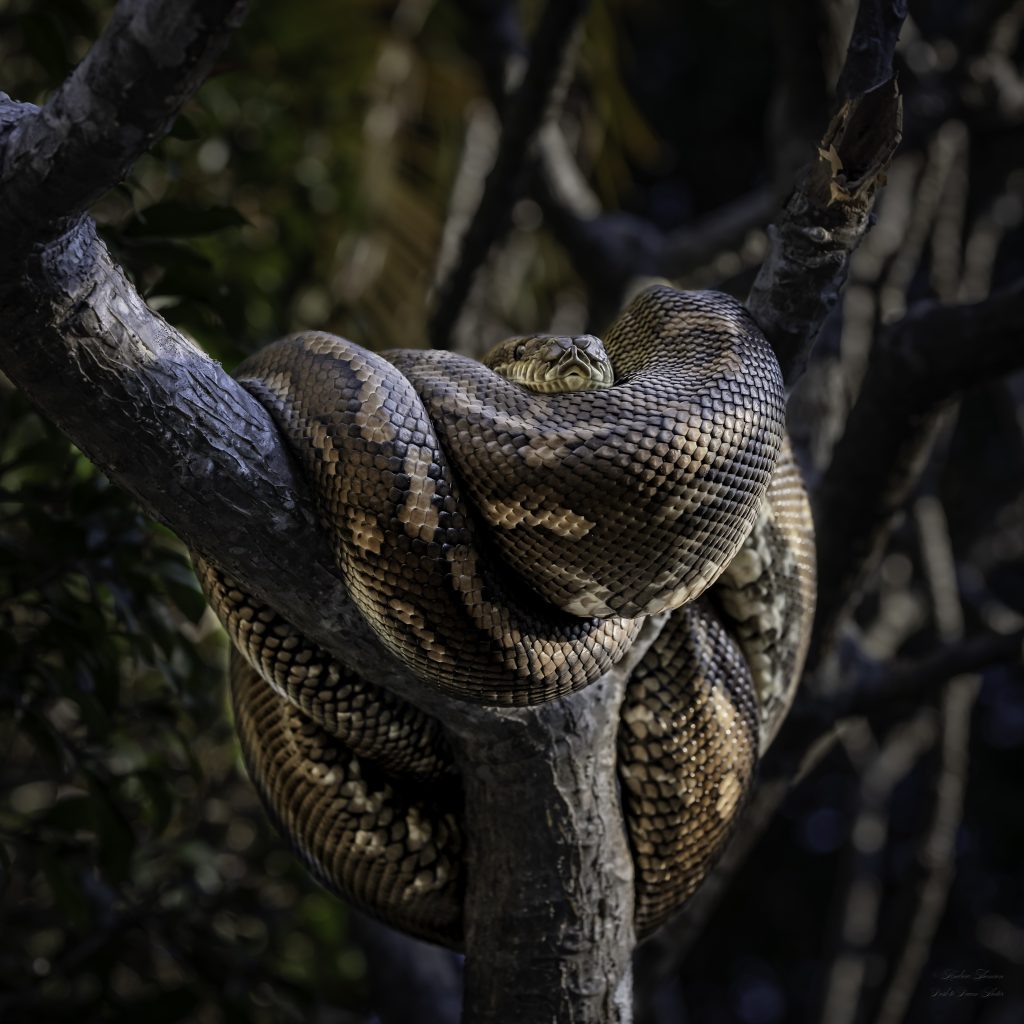 Weekly Photography Assignment: Animal Faces - Nature TTL