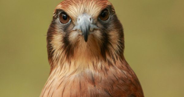 Weekly Photography Assignment: Animal Faces - Nature TTL