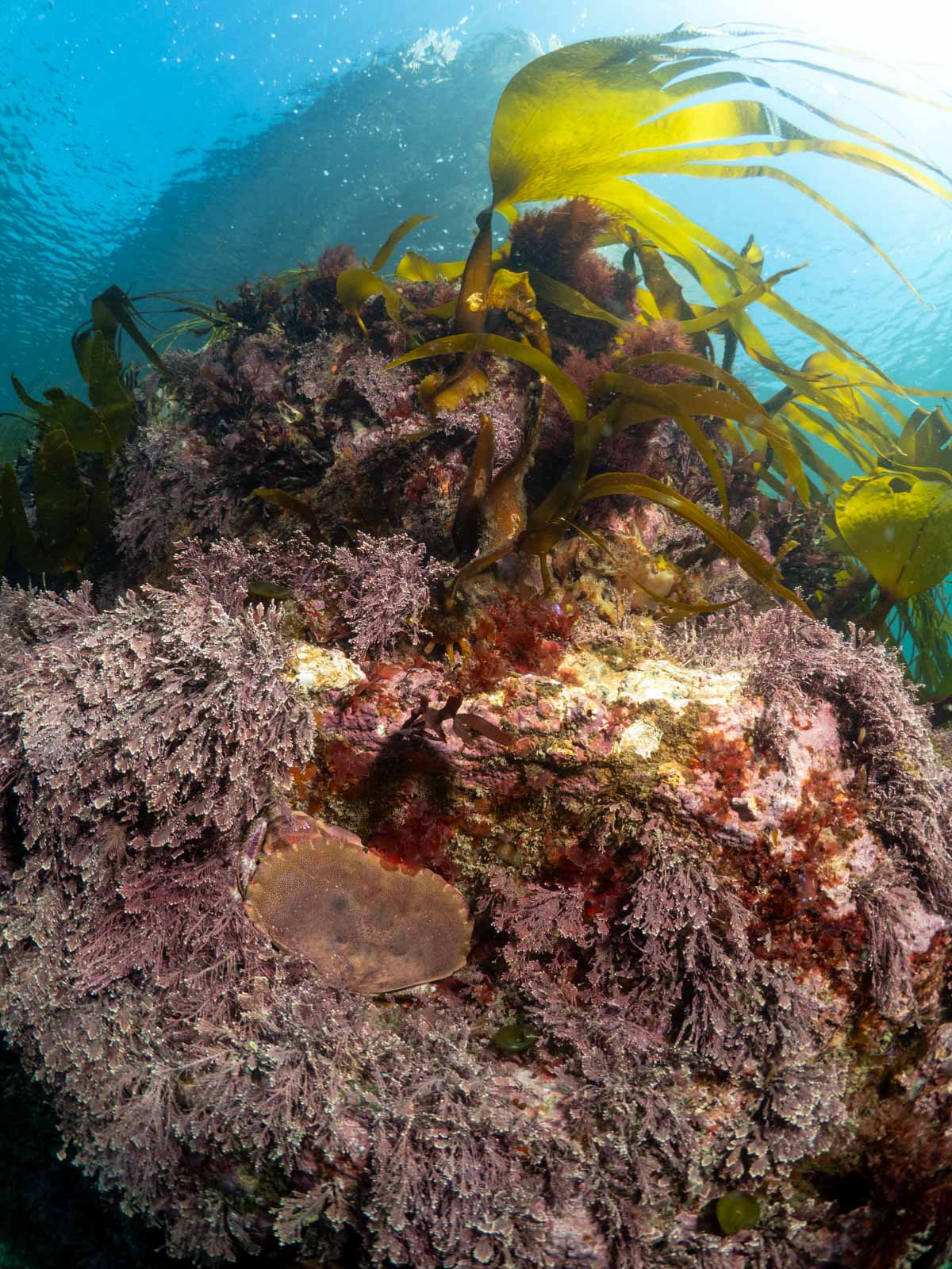 Best Mirrorless Cameras for Underwater Photography - Nature TTL