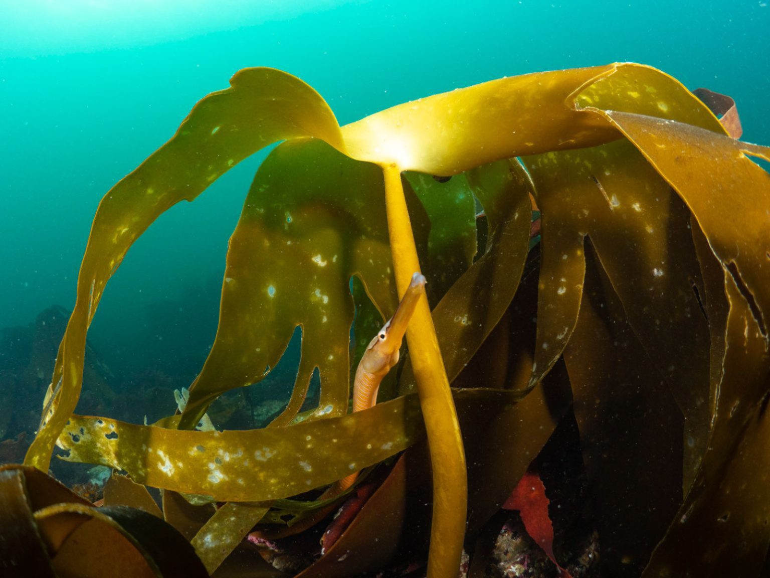 Best Mirrorless Cameras for Underwater Photography - Nature TTL