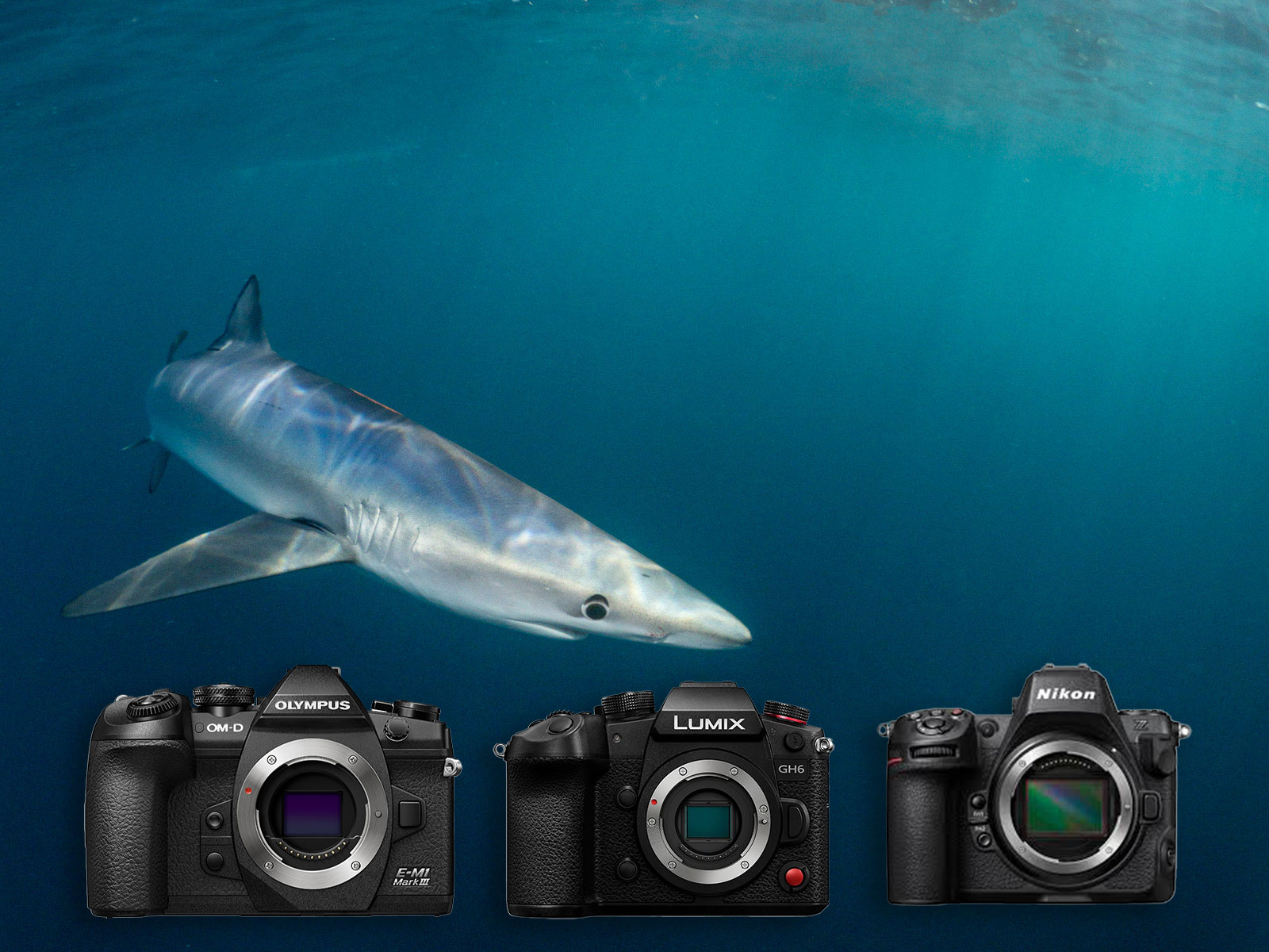 Best Mirrorless Cameras for Underwater Photography - Nature TTL