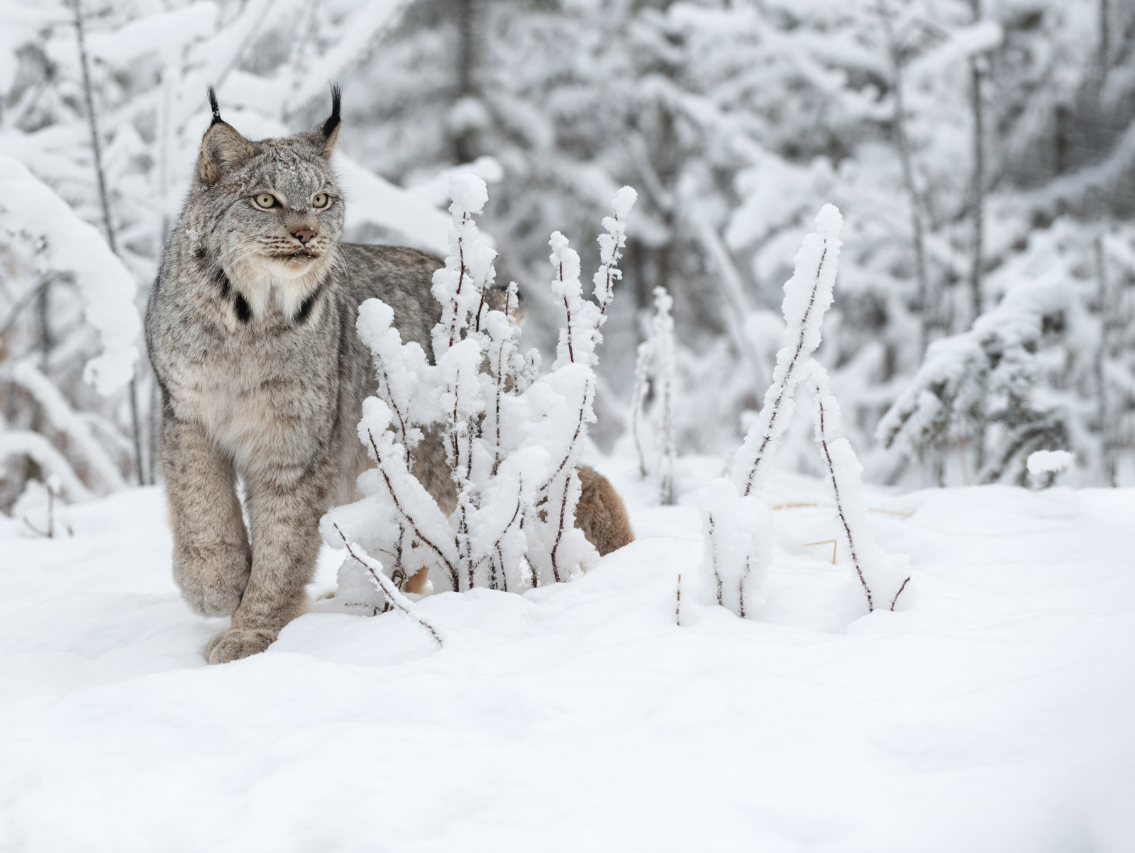 The Essential Guide to Improving Your Wildlife Photography Compositions ...