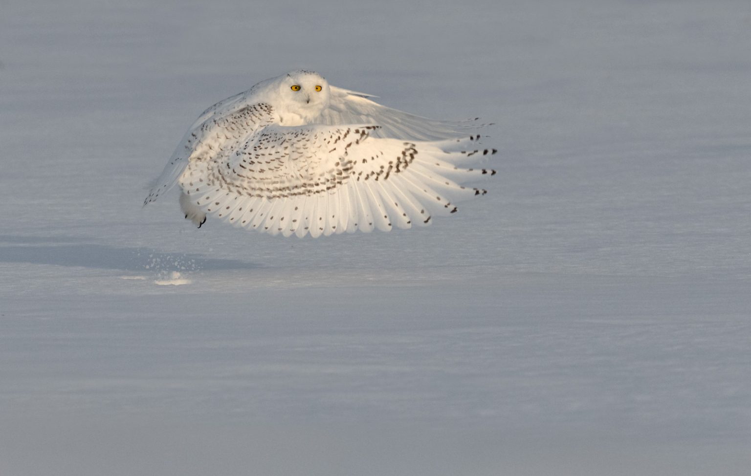The Essential Guide to Improving Your Wildlife Photography Compositions ...