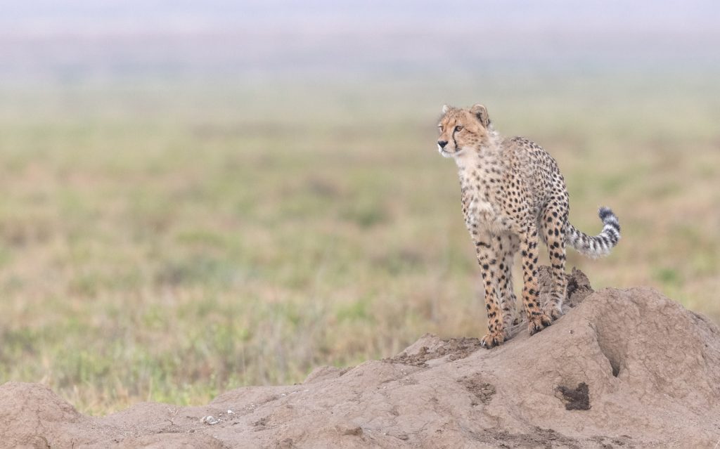 The Essential Guide to Improving Your Wildlife Photography Compositions ...