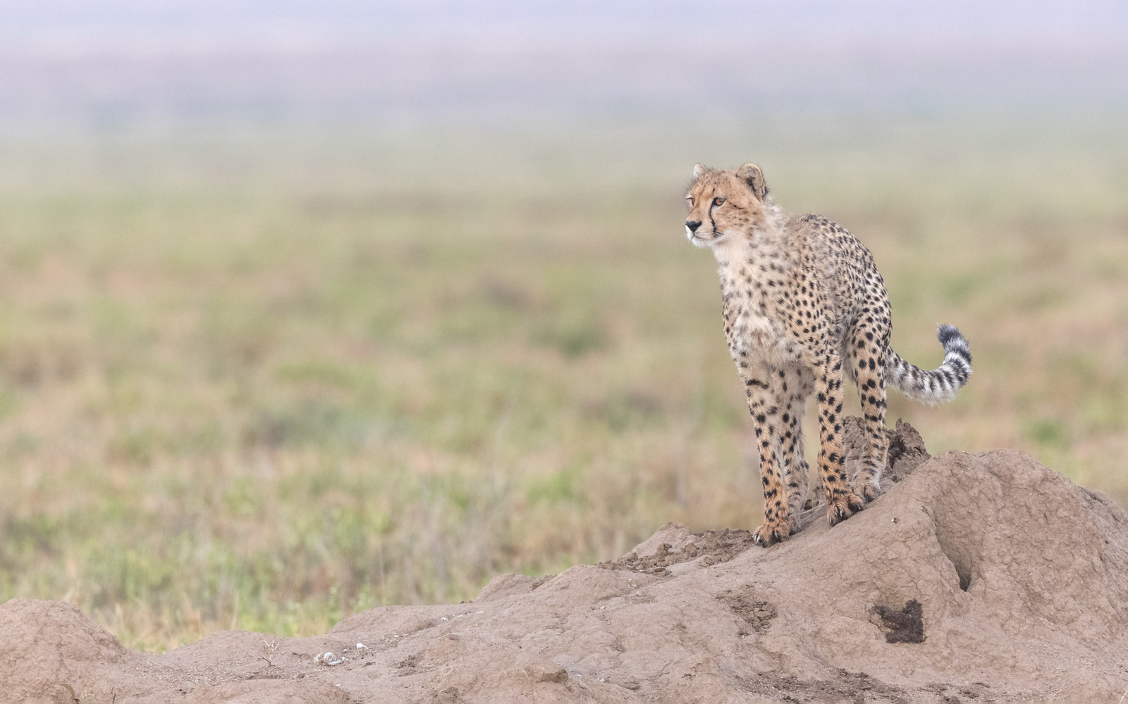 The Essential Guide to Improving Your Wildlife Photography Compositions ...