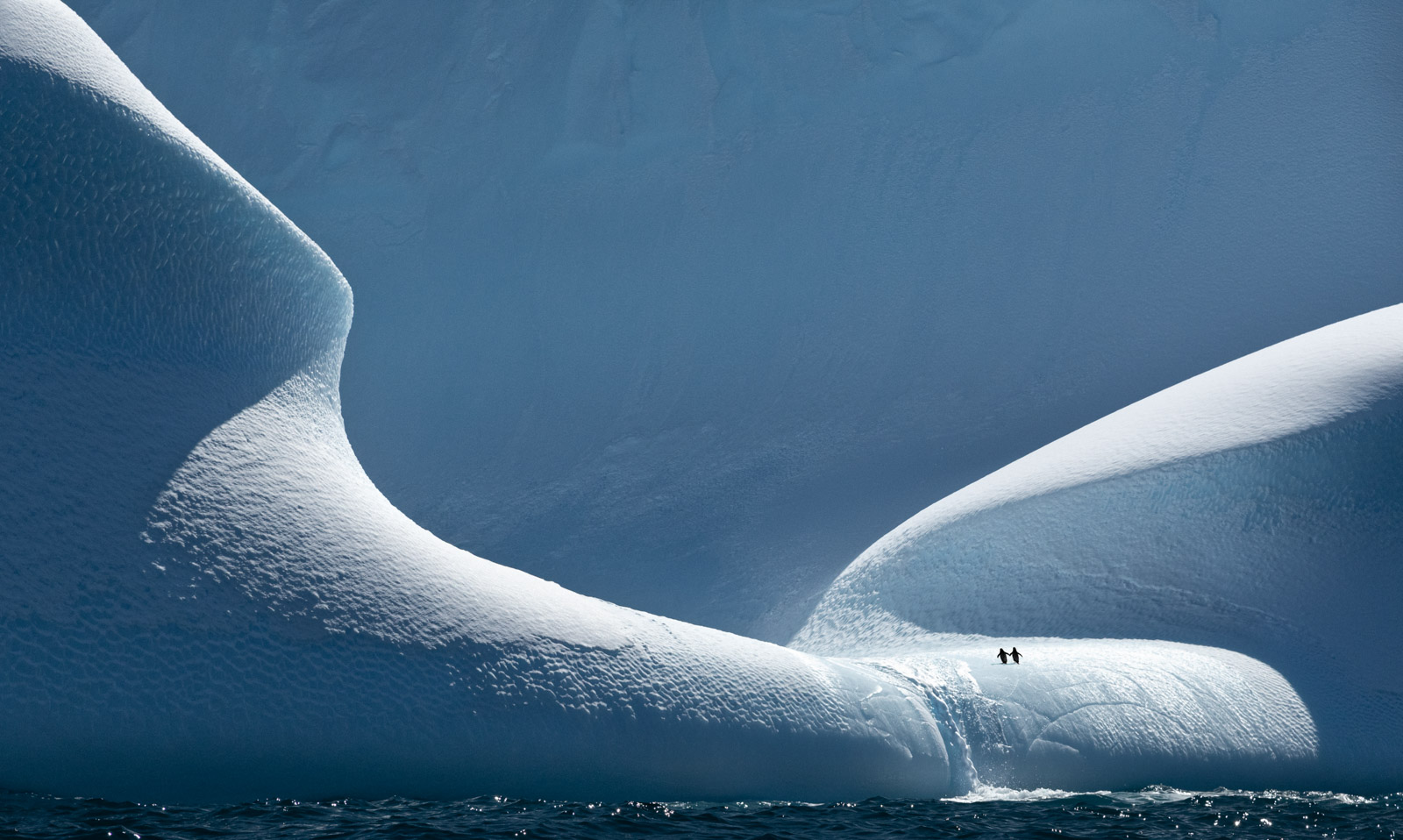 The Essential Guide to Improving Your Wildlife Photography Compositions ...