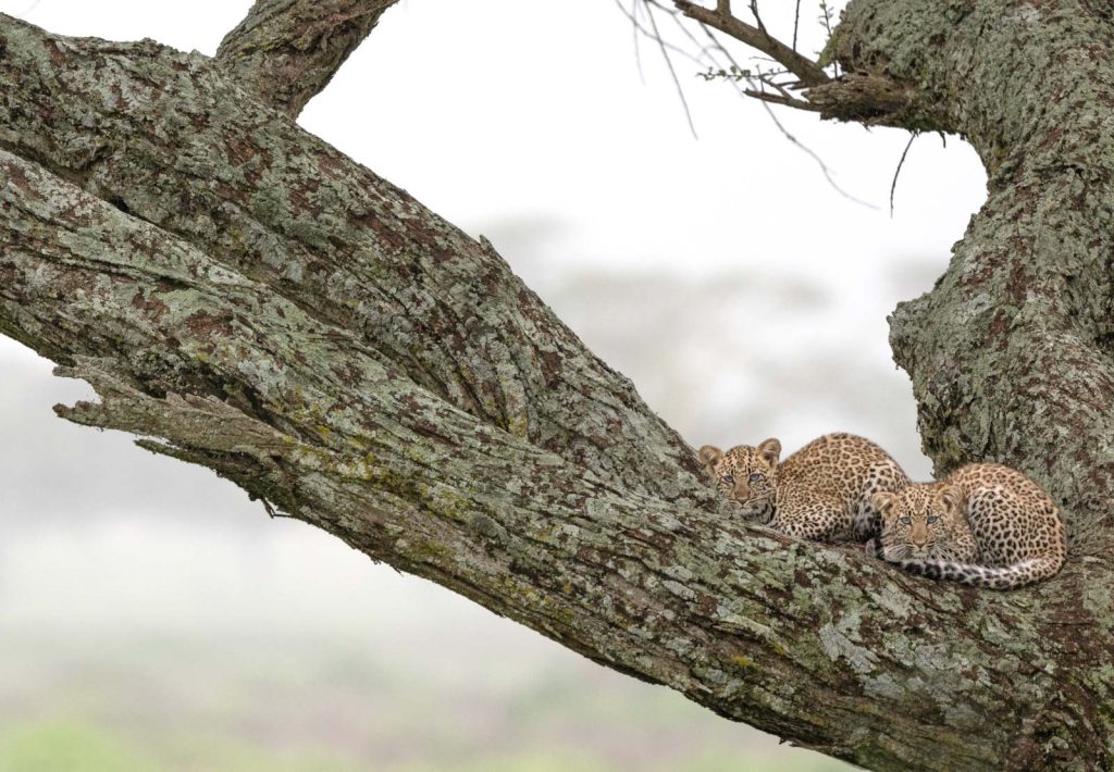 The Essential Guide to Improving Your Wildlife Photography Compositions ...