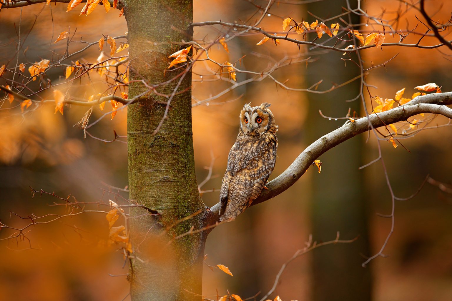 8 Top Tips for Autumn Wildlife Photography - Nature TTL