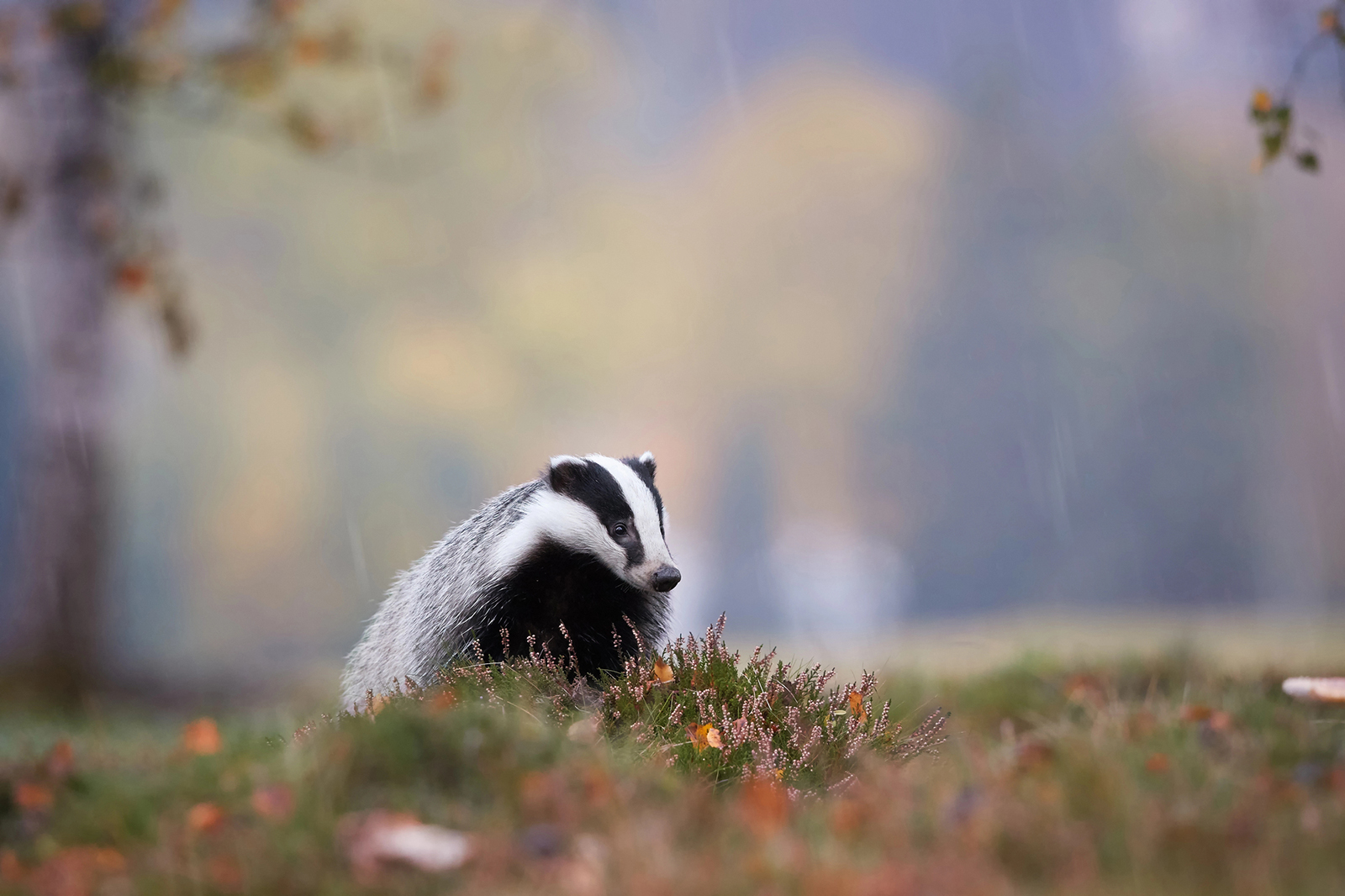 Comprehensive Wildlife Photography Guide to the United Kingdom - Nature TTL