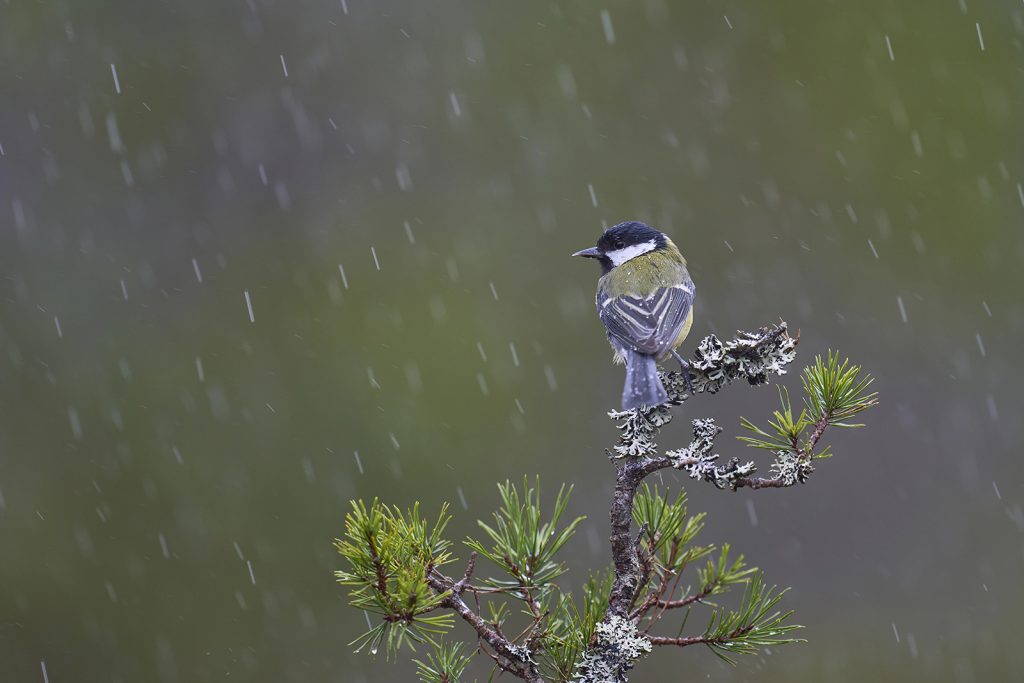 Comprehensive Wildlife Photography Guide to the United Kingdom - Nature TTL