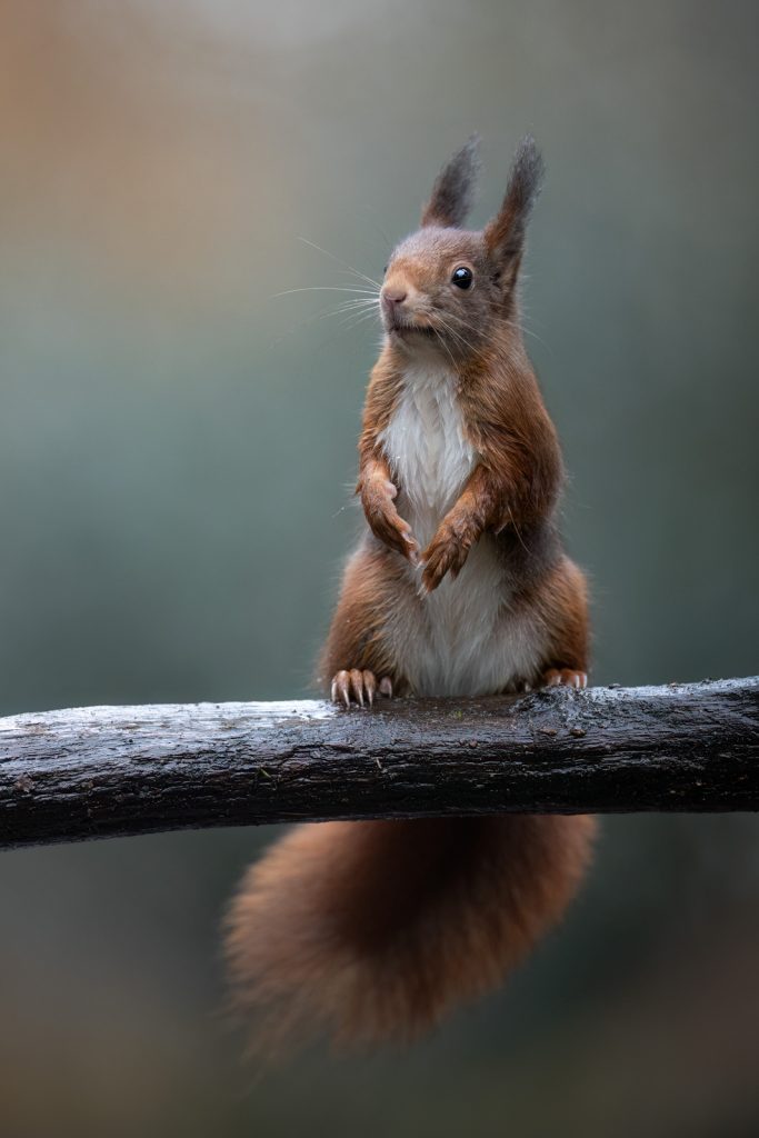 Wildlife Photography: 6 Ways to Make Sure You Never Miss a Shot ...