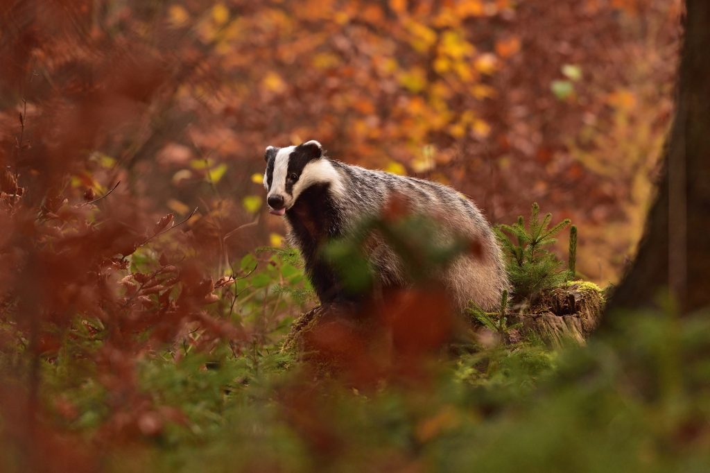 8 Top Tips for Autumn Wildlife Photography - Nature TTL