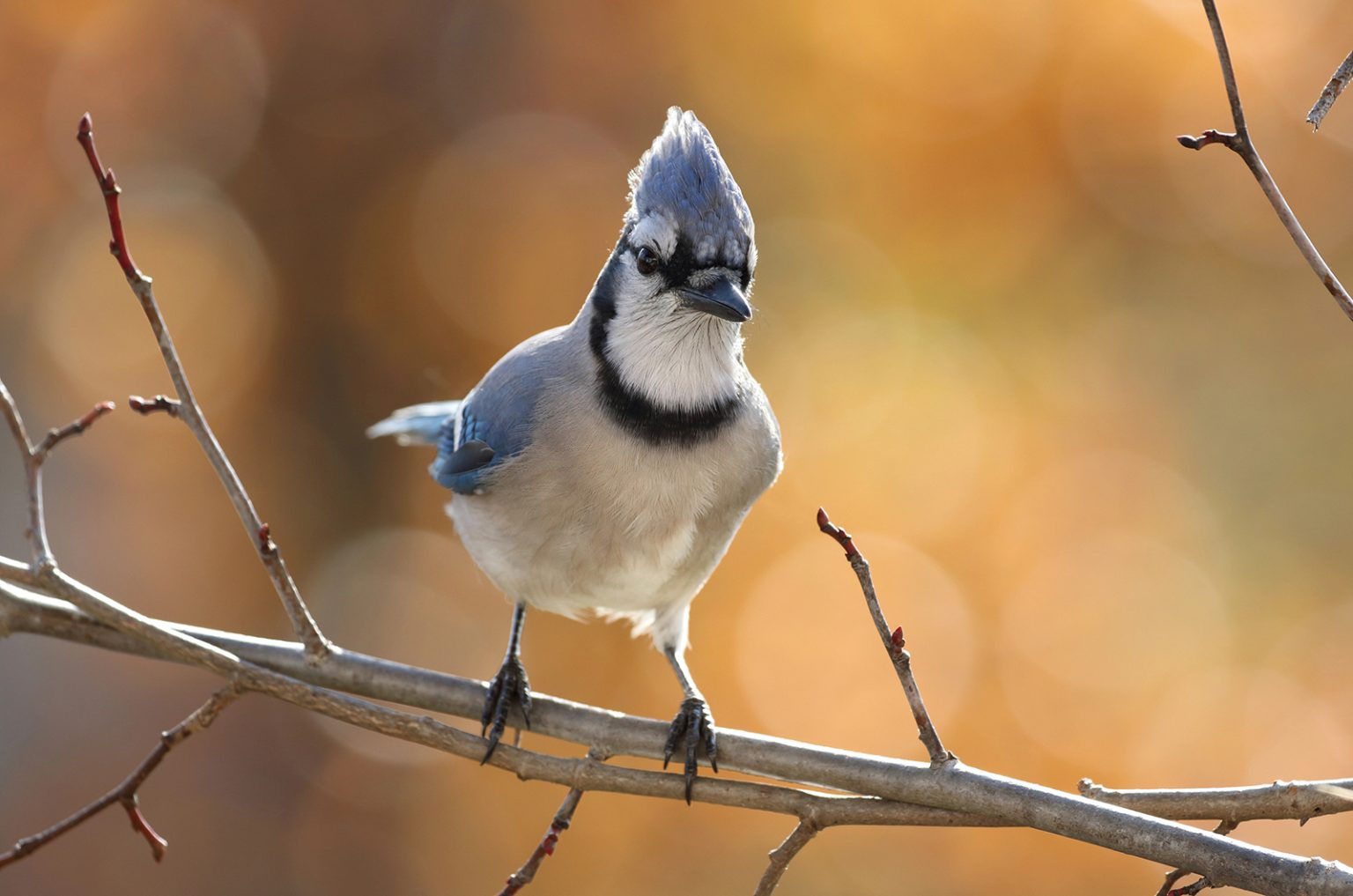 8 Top Tips for Autumn Wildlife Photography - Nature TTL