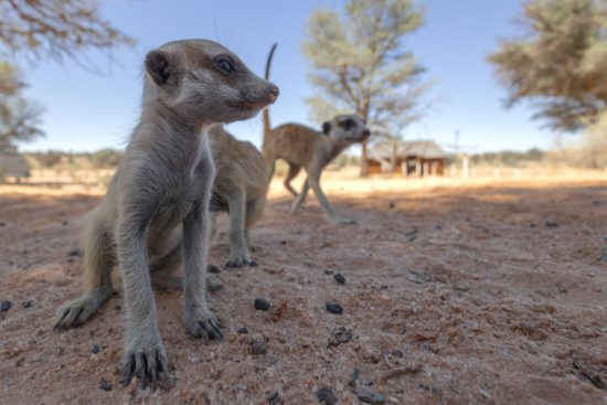 Mischievous Meerkats Caught on Camera: How They Helped Me Capture an ...