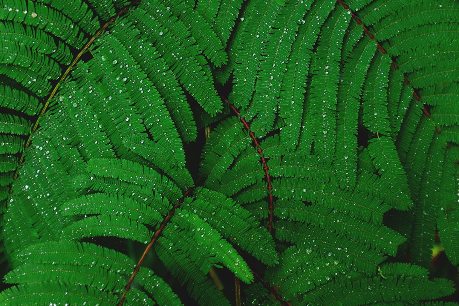 Weekly Photography Assignment: Patterns and Textures - Nature TTL