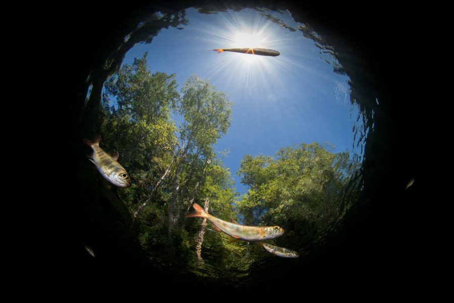 A Guide to Freshwater Underwater Photography - Nature TTL