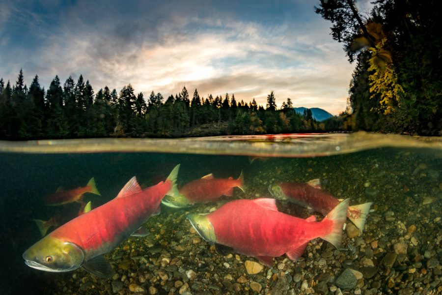 A Guide to Freshwater Underwater Photography - Nature TTL