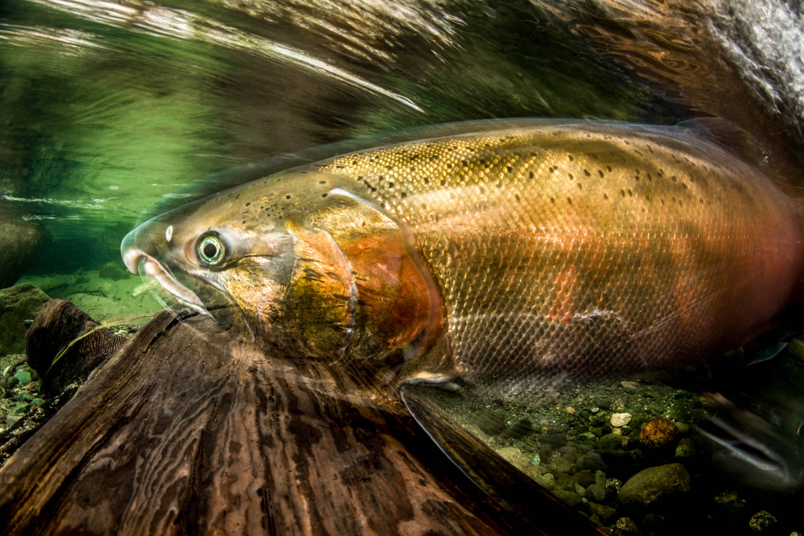 A Guide to Freshwater Underwater Photography - ChinaGoSmart News Magazine