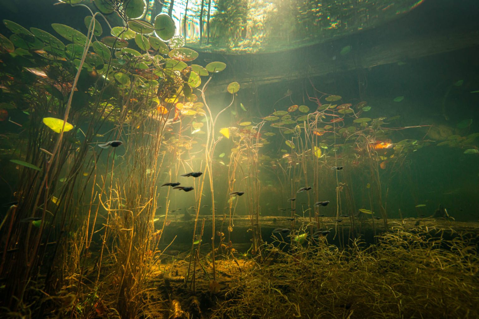 A Guide to Freshwater Underwater Photography - Nature TTL