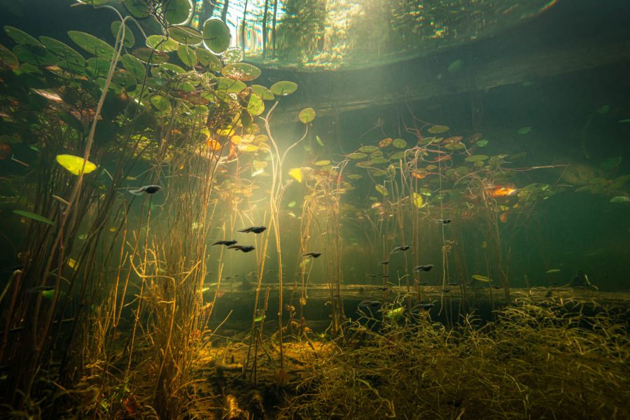 A Guide to Freshwater Underwater Photography - Nature TTL