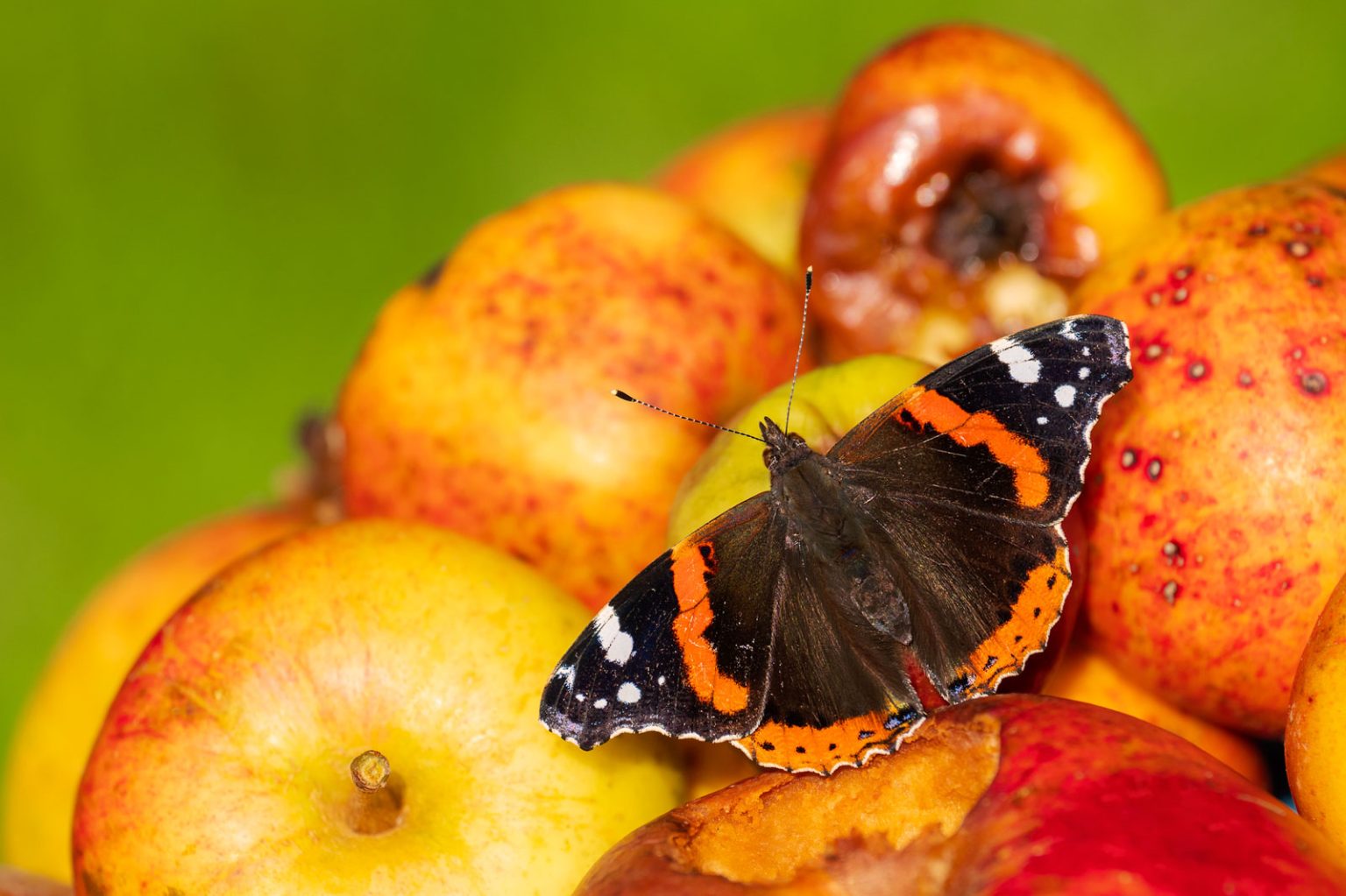 How to Improve Your Butterfly Photography - Nature TTL