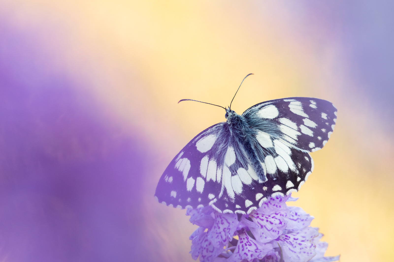 How to Improve Your Butterfly Photography - ChinaGoSmart News Magazine