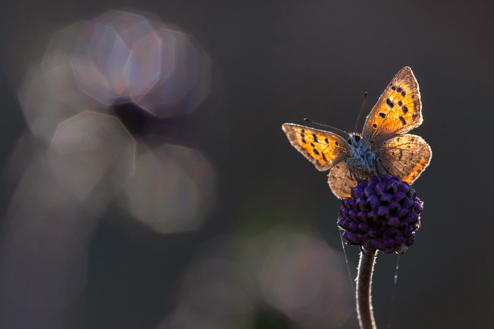 How to Improve Your Butterfly Photography - Nature TTL