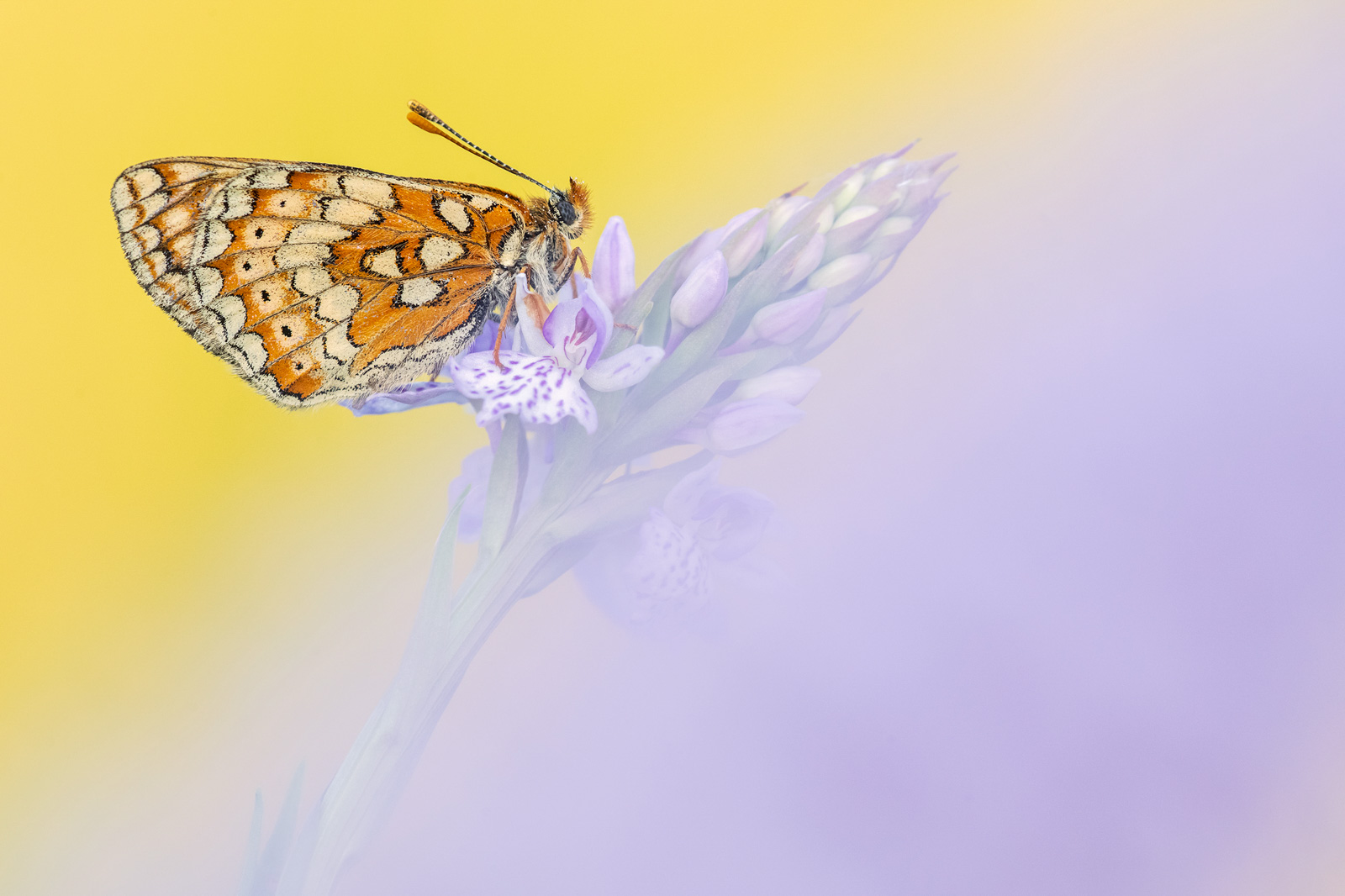 How to Improve Your Butterfly Photography - Nature TTL