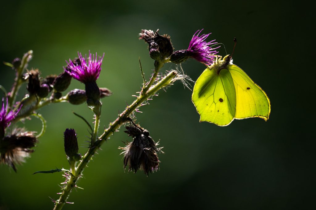 How to Improve Your Butterfly Photography - Nature TTL