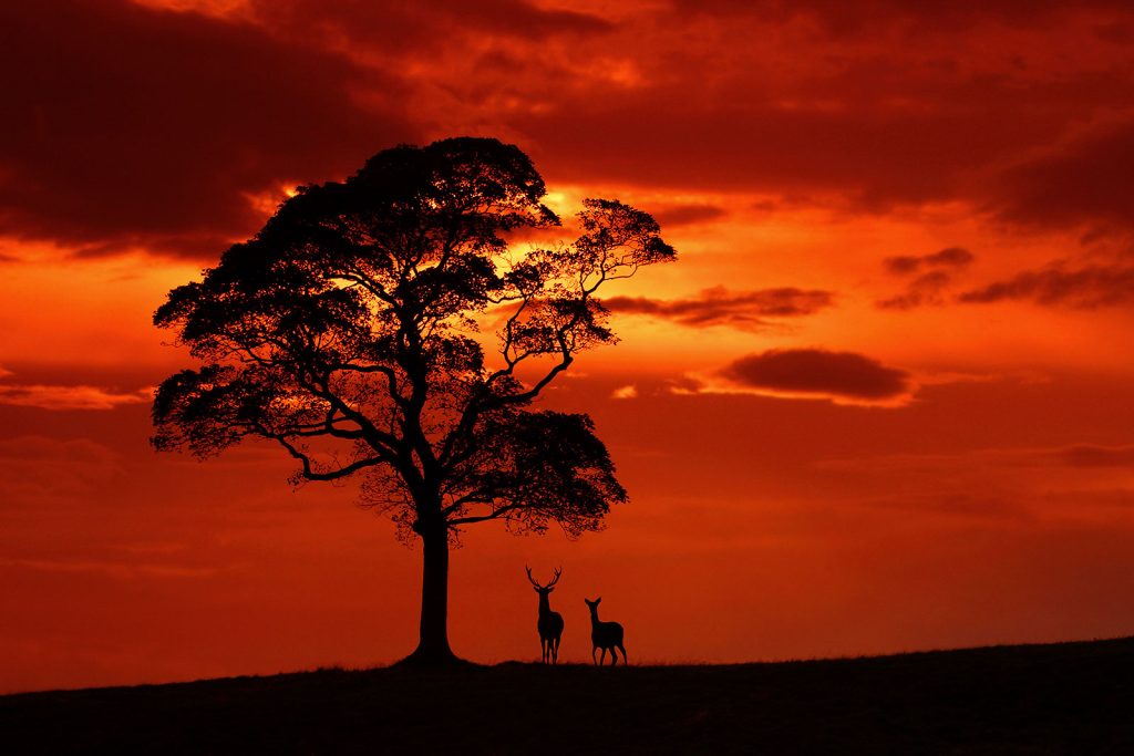 The Importance of Pre-visualisation in Photography - Nature TTL