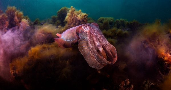 How to Photograph Giant Cuttlefish in Whyalla, Australia - Nature TTL