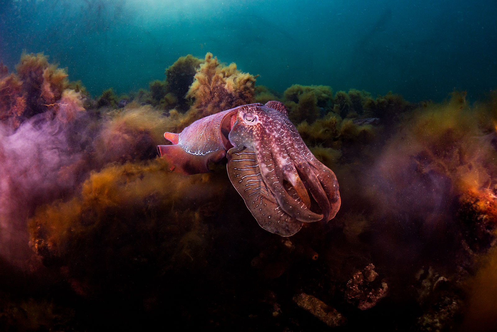 Australian Giant Cuttlefish An Australian Giant