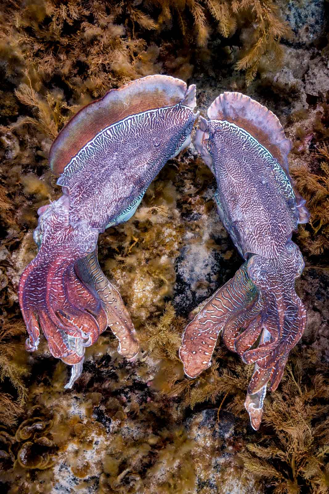 How to Photograph Giant Cuttlefish in Whyalla, Australia - Nature TTL